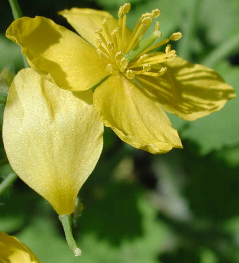 Celandine Chelidonium Majus 02 Wild Flowers Of Sleepy Hollow Lake