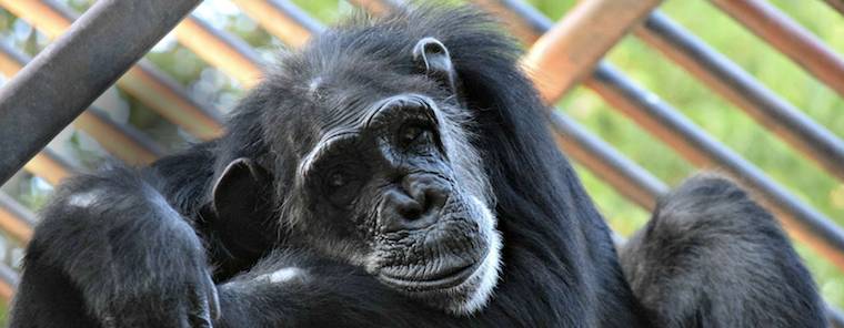 Inside the Exotic Pet Trade