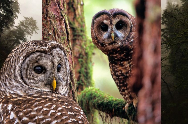 An Owl's Fight for Survival in the Northwest